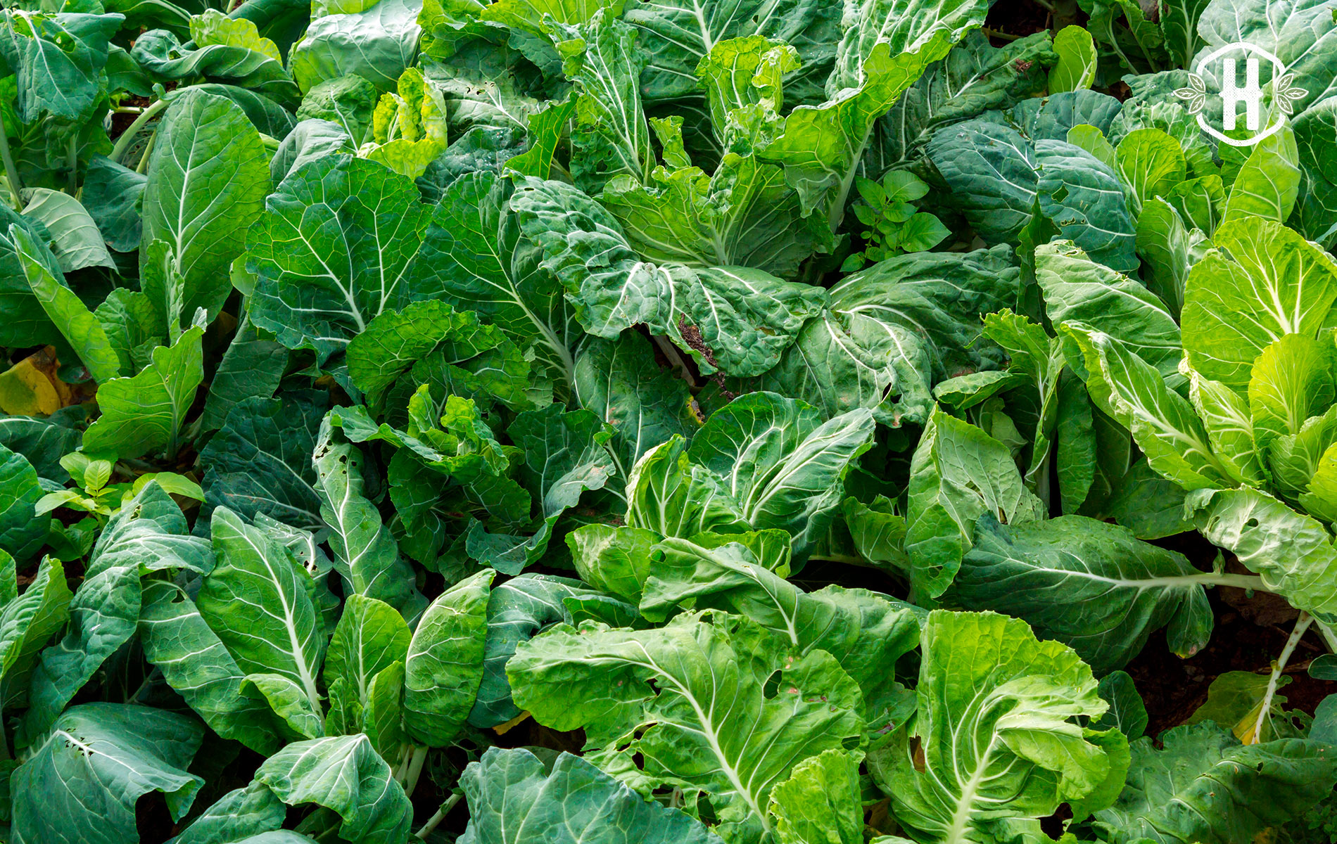 Hortaria - a mercearia da horta